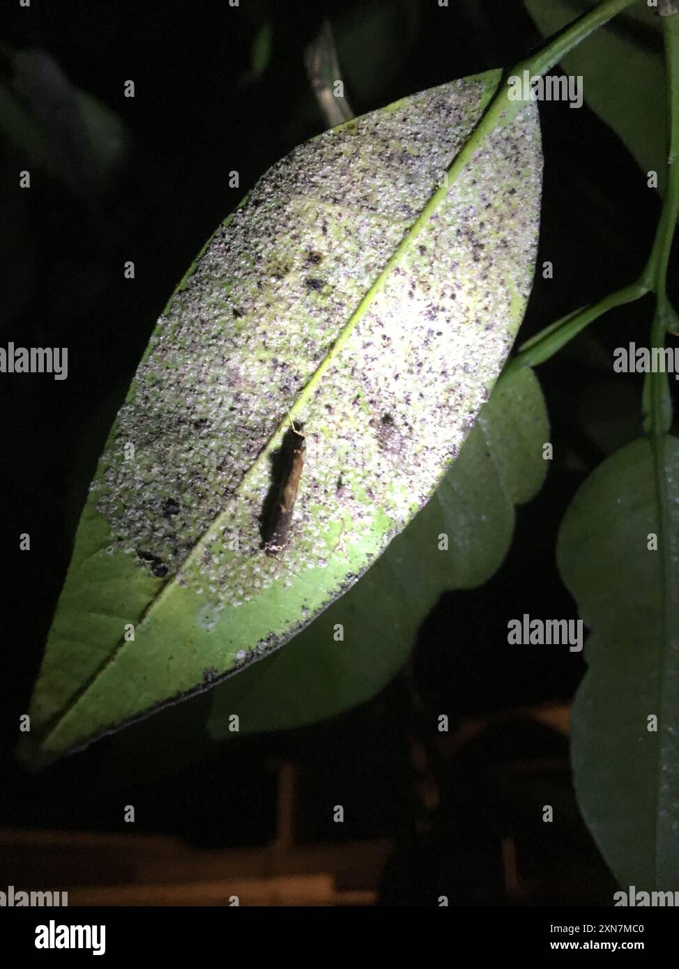 Detritus Moth (Opogona omoscopa) Insecta Stock Photo - Alamy