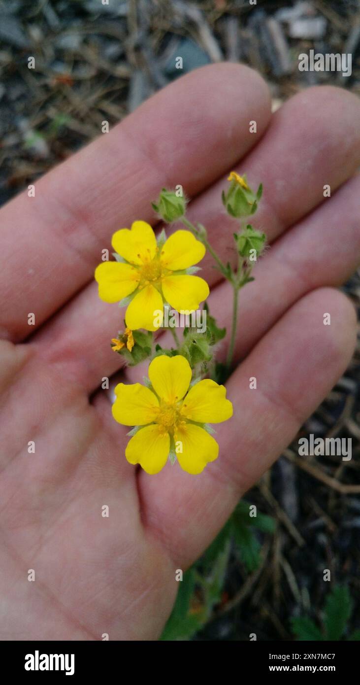 slender cinquefoil (Potentilla gracilis) Plantae Stock Photo - Alamy