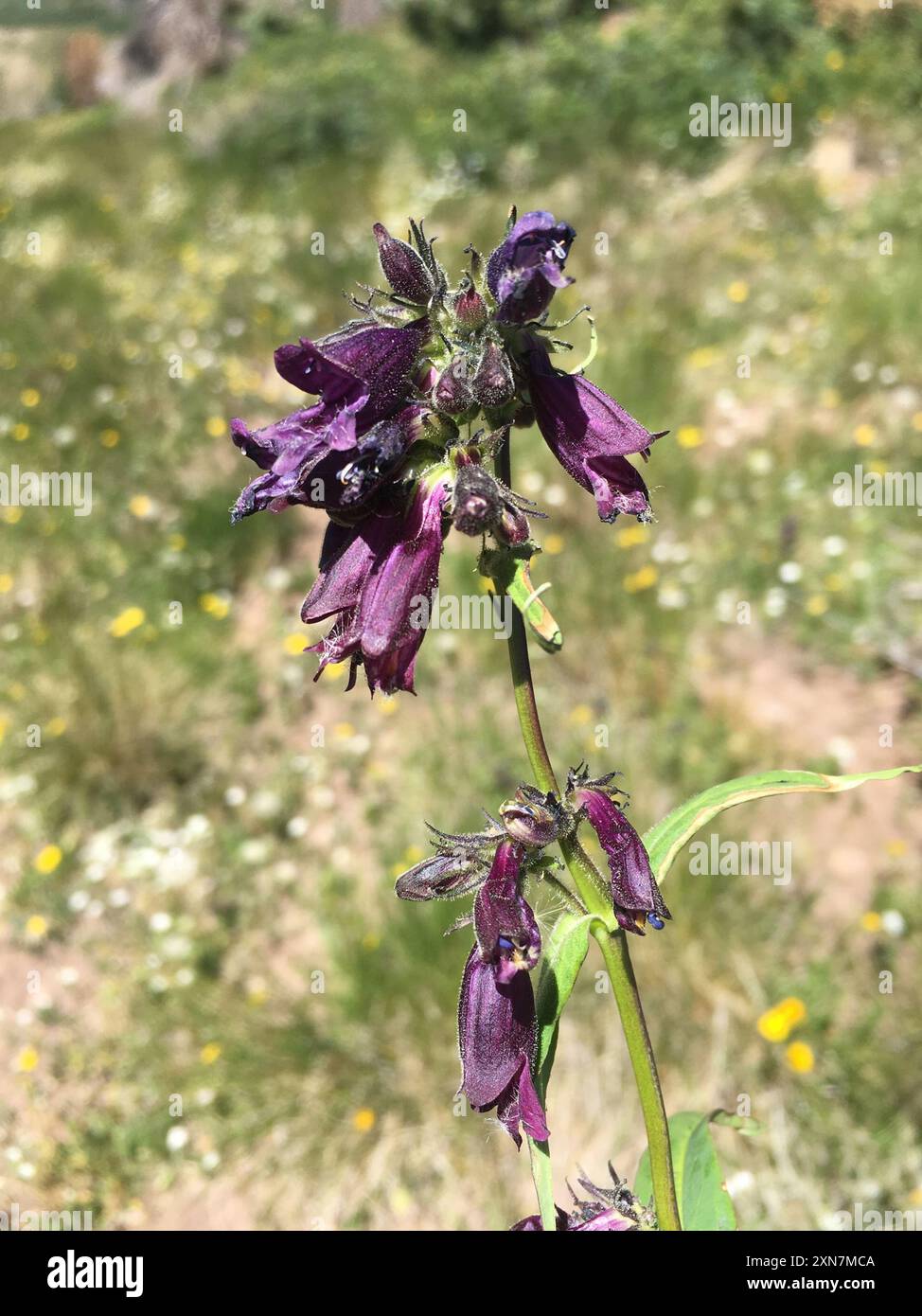 Whipple's penstemon (Penstemon whippleanus) Plantae Stock Photo - Alamy