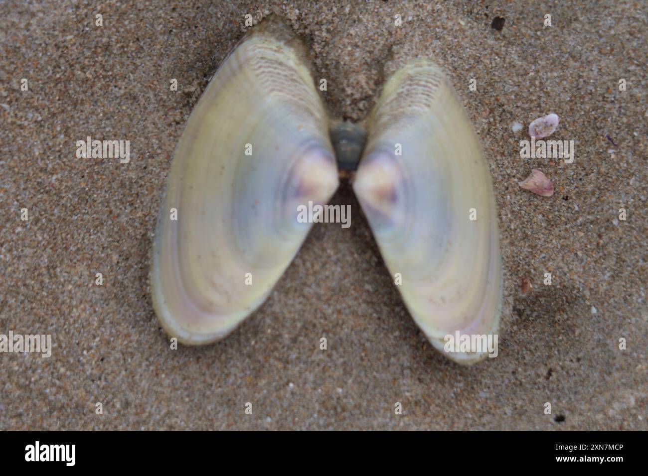 Donax serra hi-res stock photography and images - Alamy