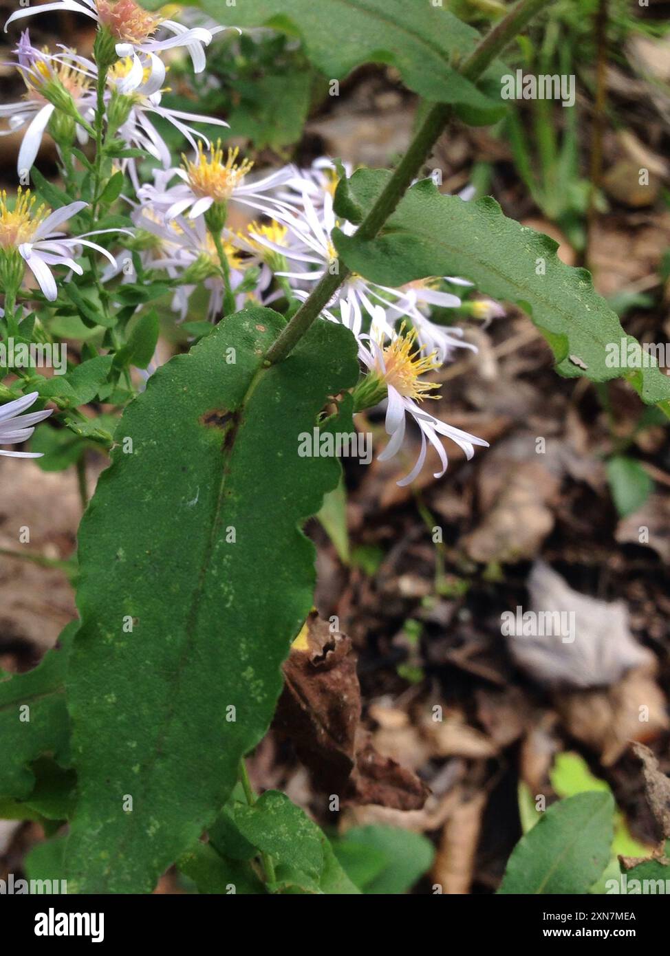 wavy-leaf aster (Symphyotrichum undulatum) Plantae Stock Photo - Alamy