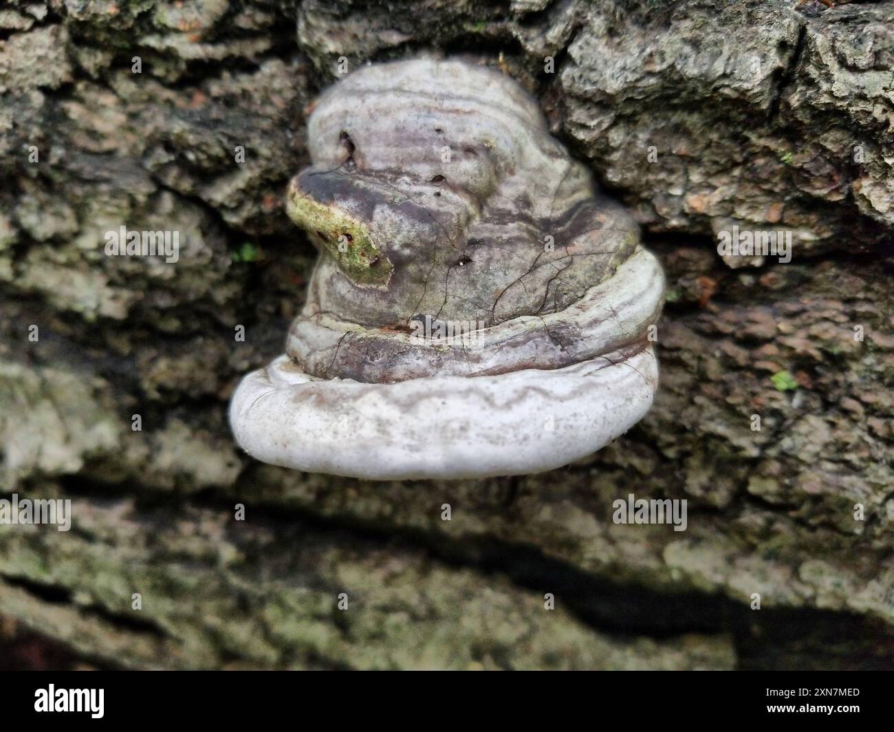 Hoof Fungus (Fomes fomentarius) Fungi Stock Photo - Alamy