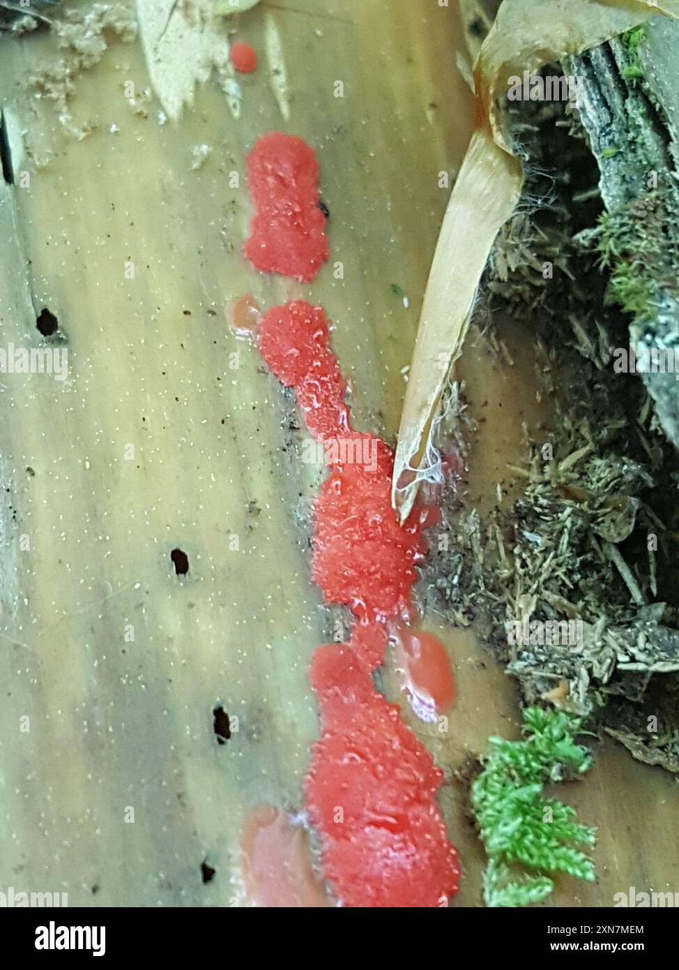 Red Raspberry Slime Mold (Tubifera ferruginosa) Protozoa Stock Photo ...