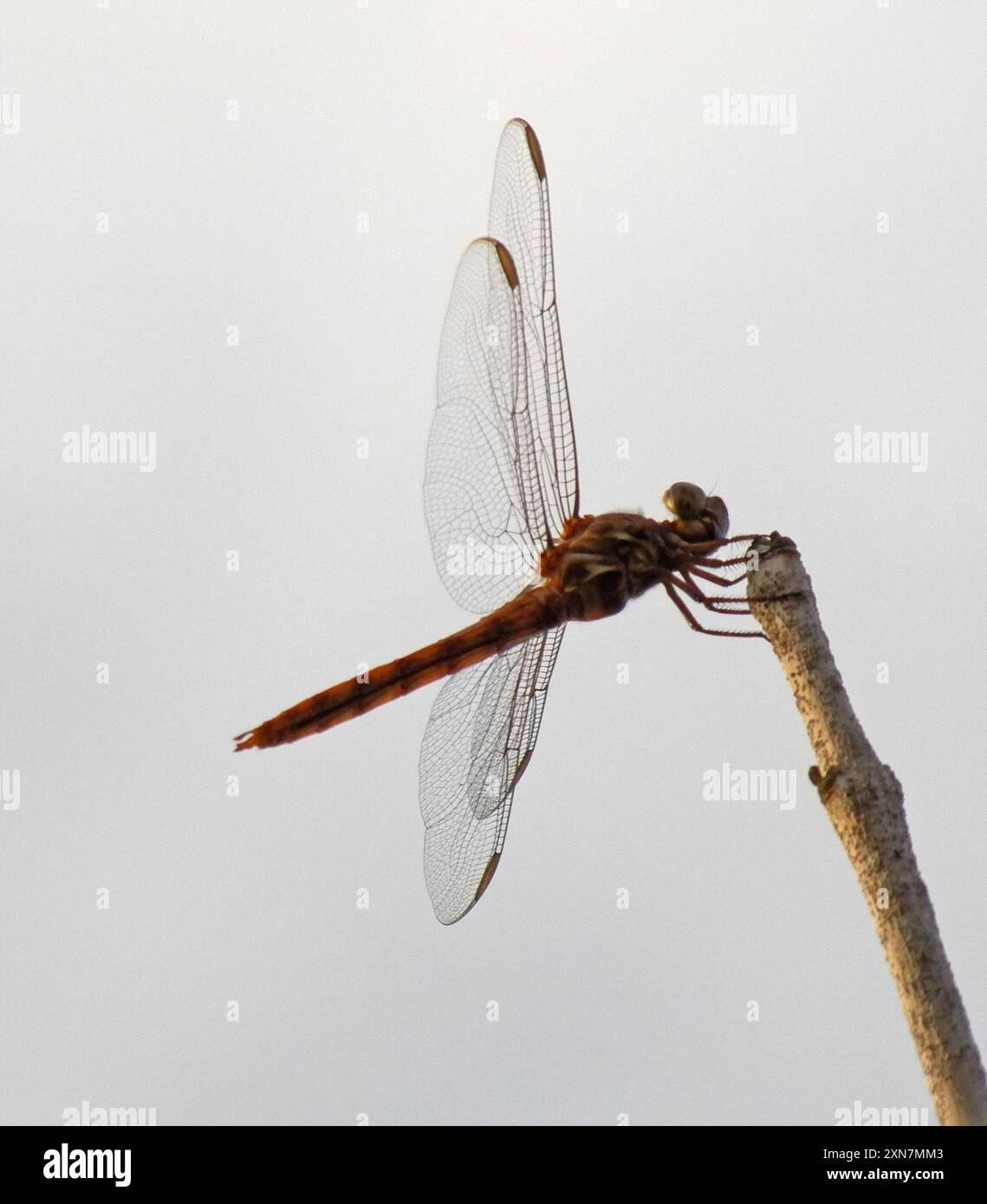 Roseate Skimmer (Orthemis ferruginea) Insecta Stock Photo - Alamy