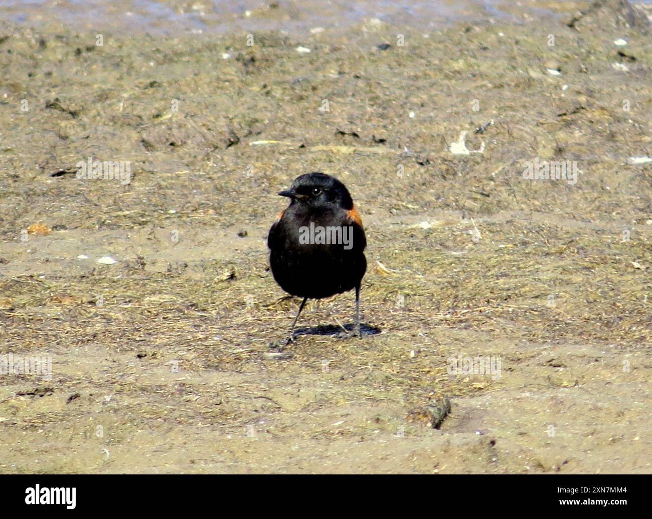 Austral negrito lessonia rufa hi-res stock photography and images - Alamy