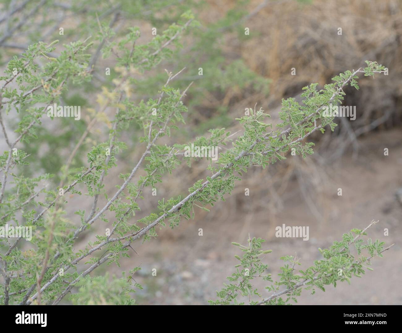 Catclaw Acacia (Senegalia greggii) Plantae Stock Photo - Alamy