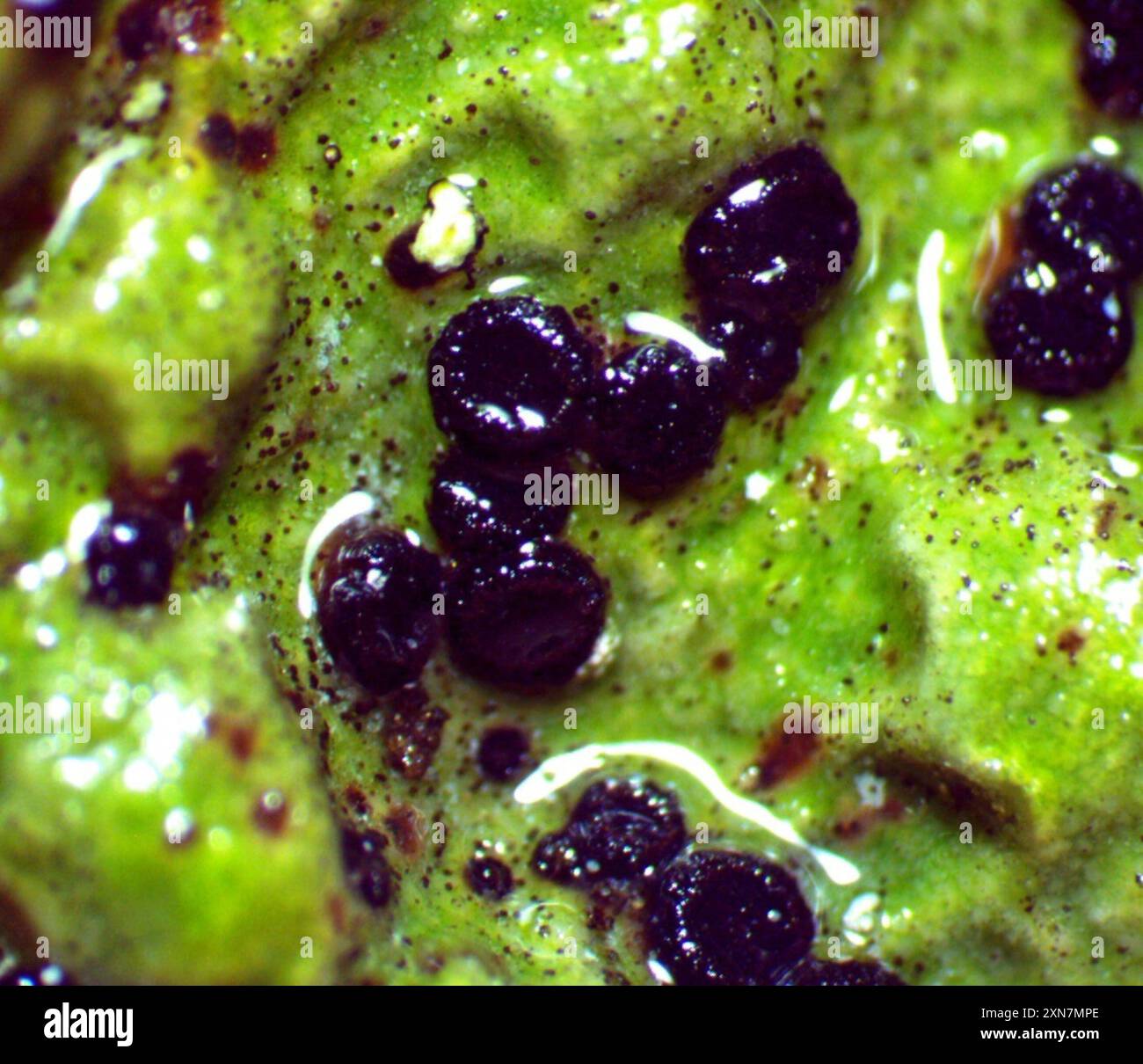 Common Toadskin Lichen (Lasallia papulosa) Fungi Stock Photo - Alamy