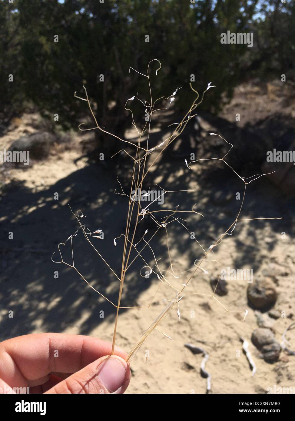Sand Ricegrass (Eriocoma hymenoides) Plantae Stock Photo - Alamy