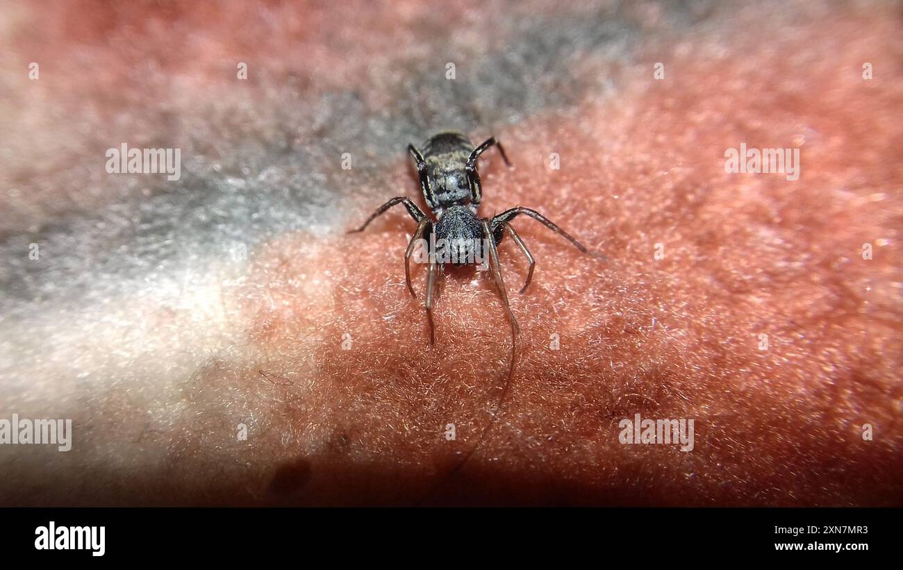 Ground and Ant-mimic Sac Spiders (Corinnidae) Arachnida Stock Photo - Alamy