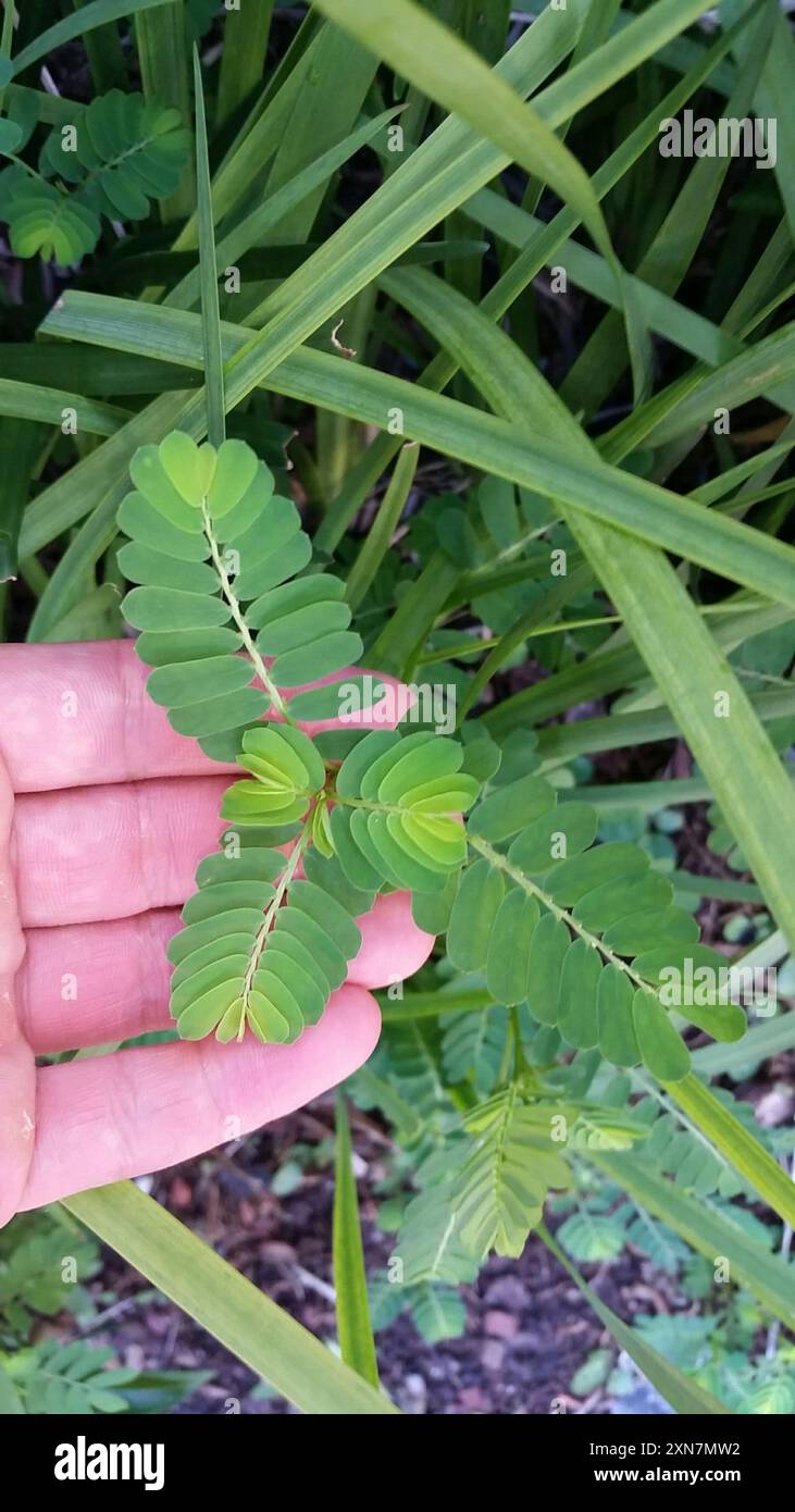 Chamberbitter (Phyllanthus urinaria) Plantae Stock Photo - Alamy