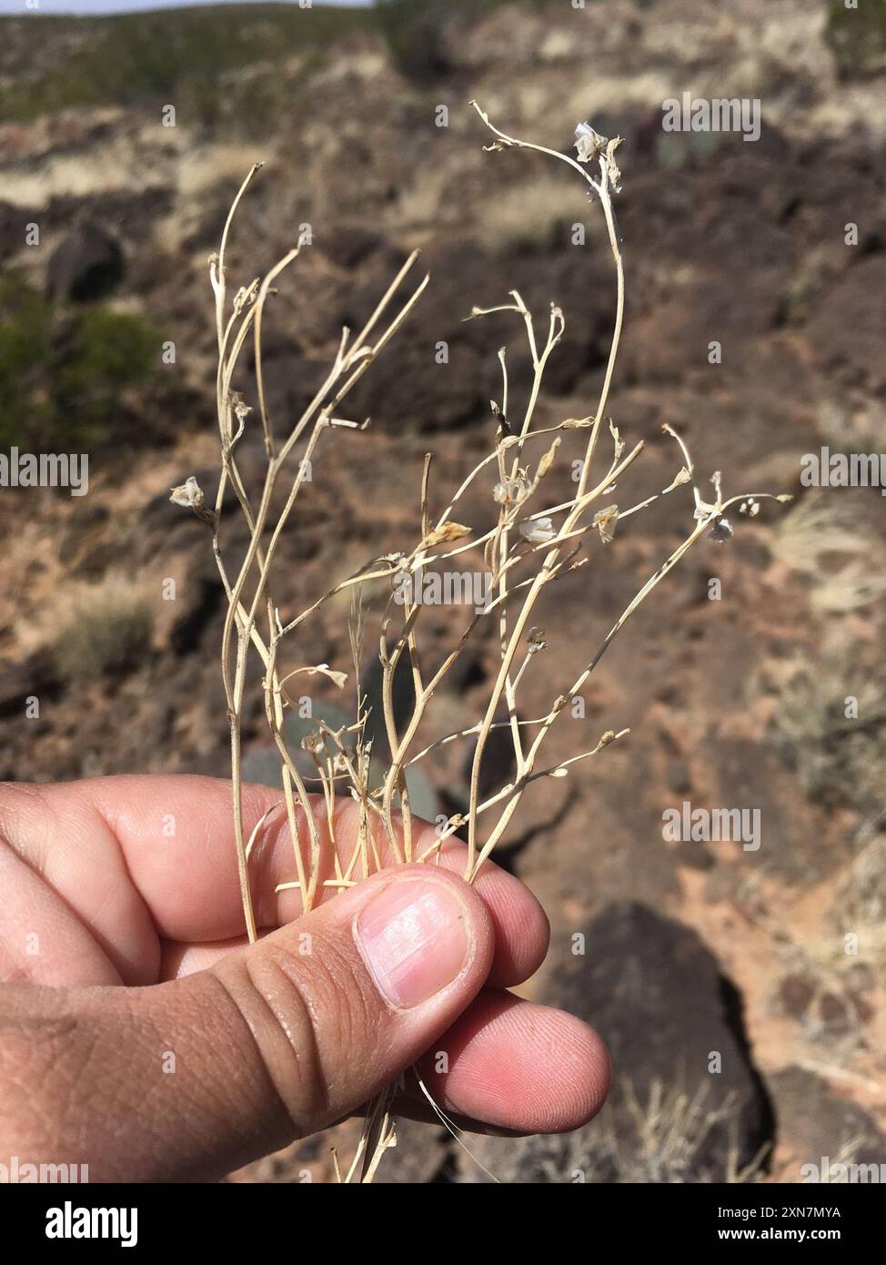 rough menodora (Menodora scabra) Plantae Stock Photo - Alamy