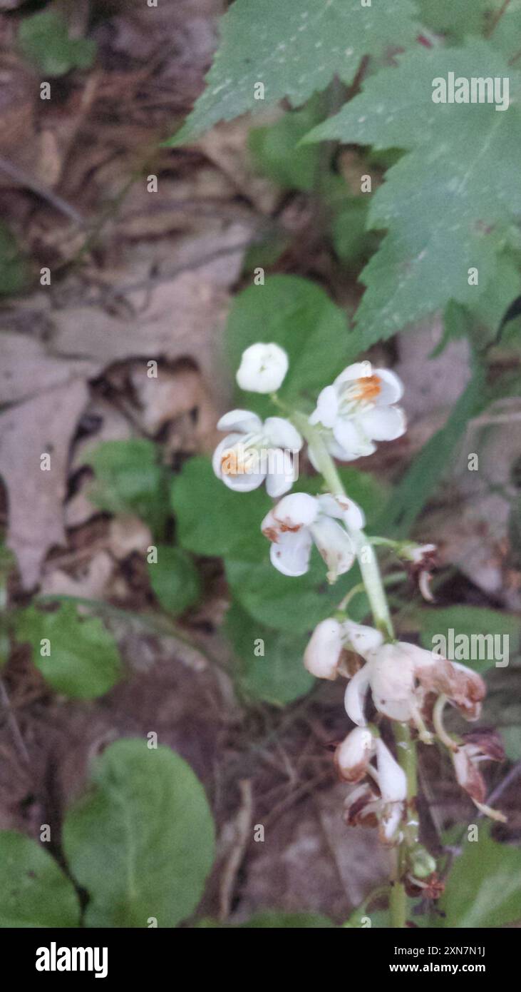 shinleaf (Pyrola elliptica) Plantae Stock Photo - Alamy