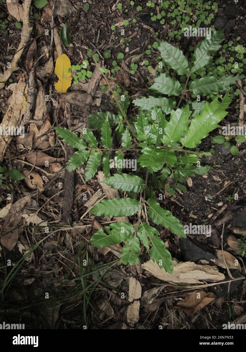 Tītoki (Alectryon excelsus) Plantae Stock Photo - Alamy