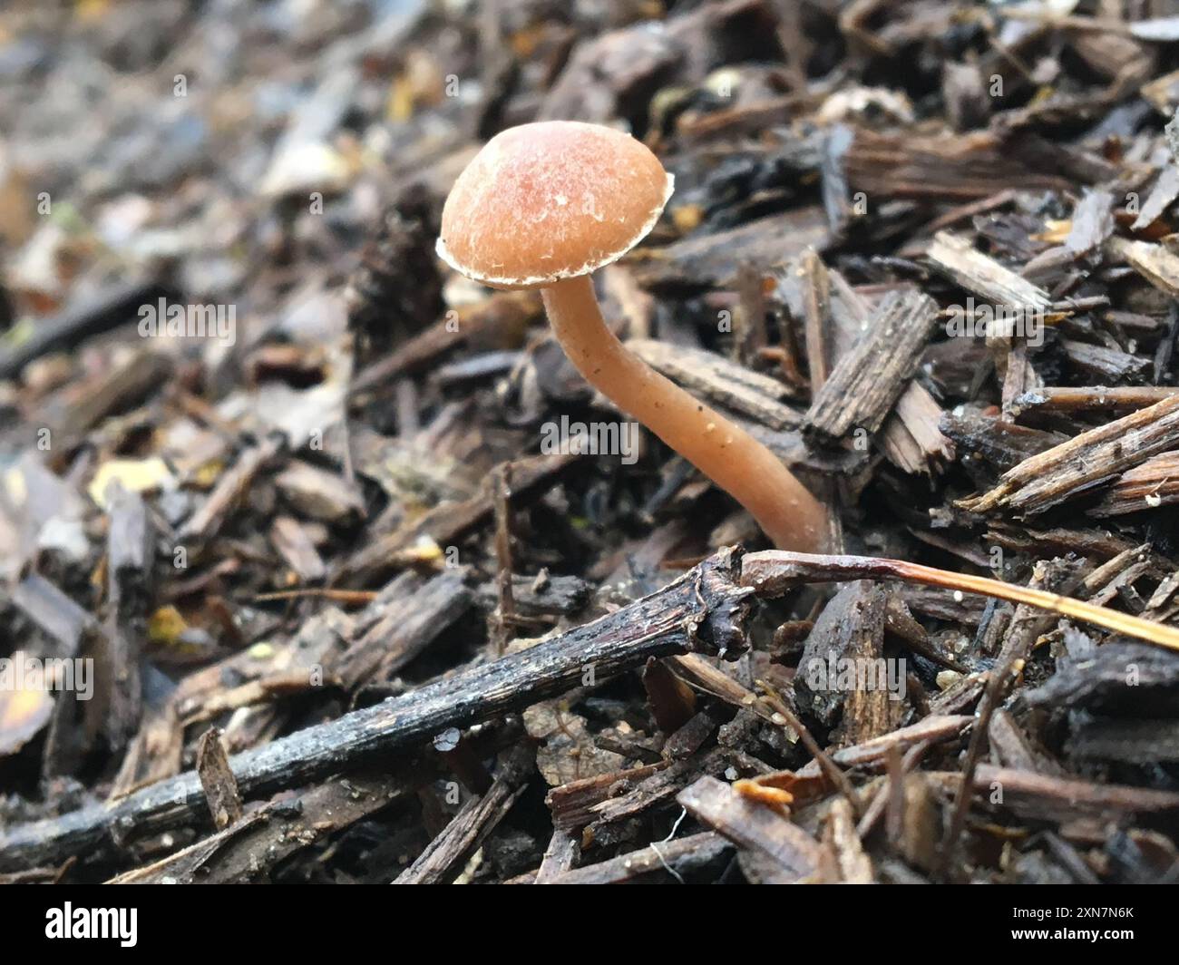 scurfy twiglet (Tubaria furfuracea) Fungi Stock Photo - Alamy