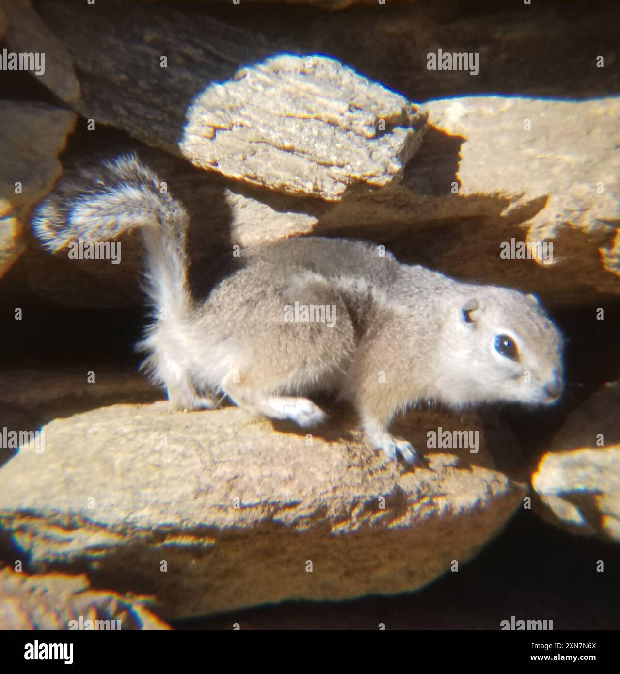 White-tailed Antelope Squirrel (Ammospermophilus leucurus) Mammalia ...