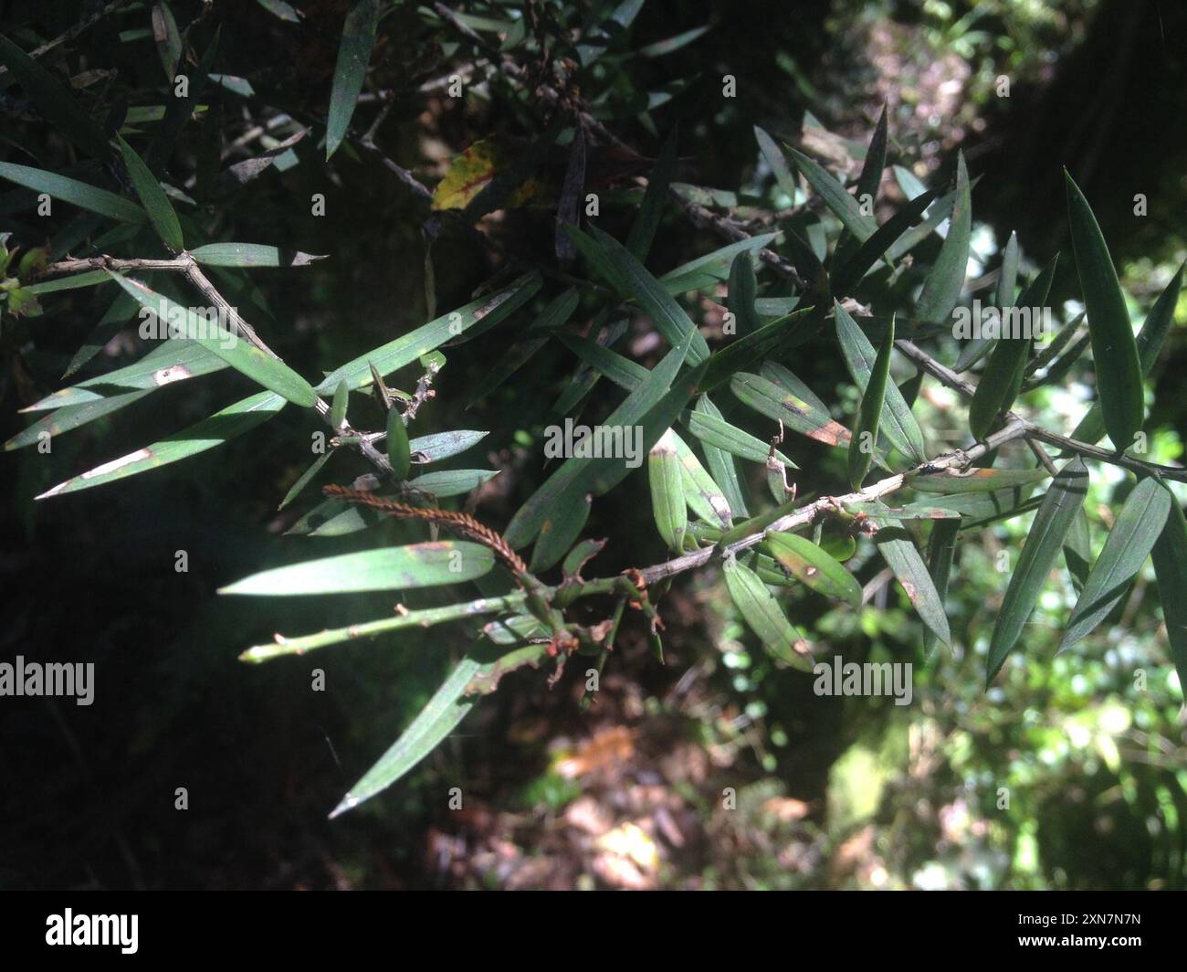 Hall's totara (Podocarpus laetus) Plantae Stock Photo - Alamy