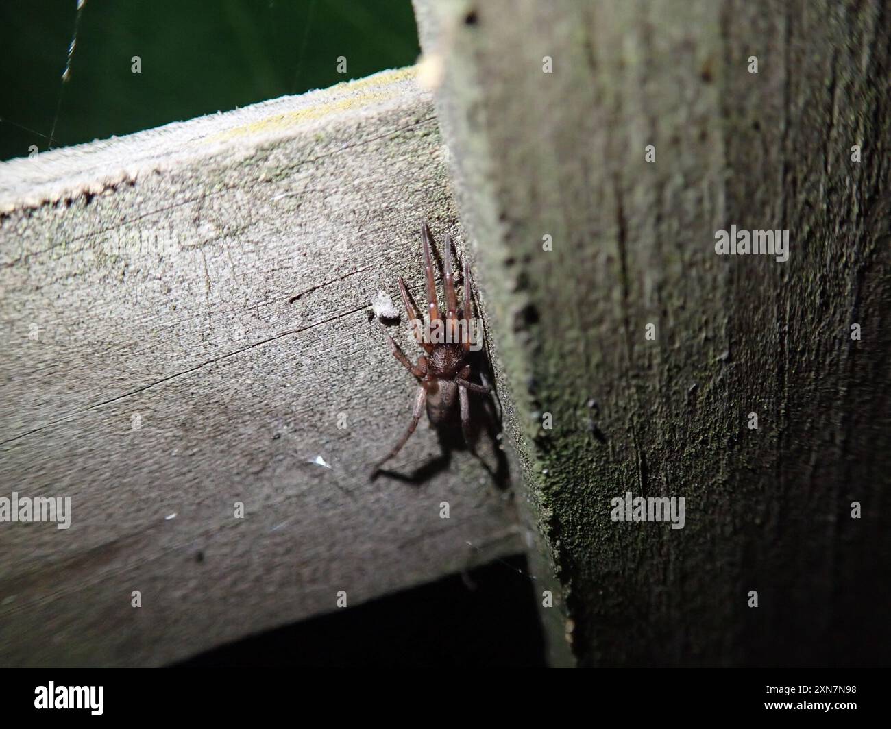 (Intruda signata) Arachnida Stock Photo - Alamy