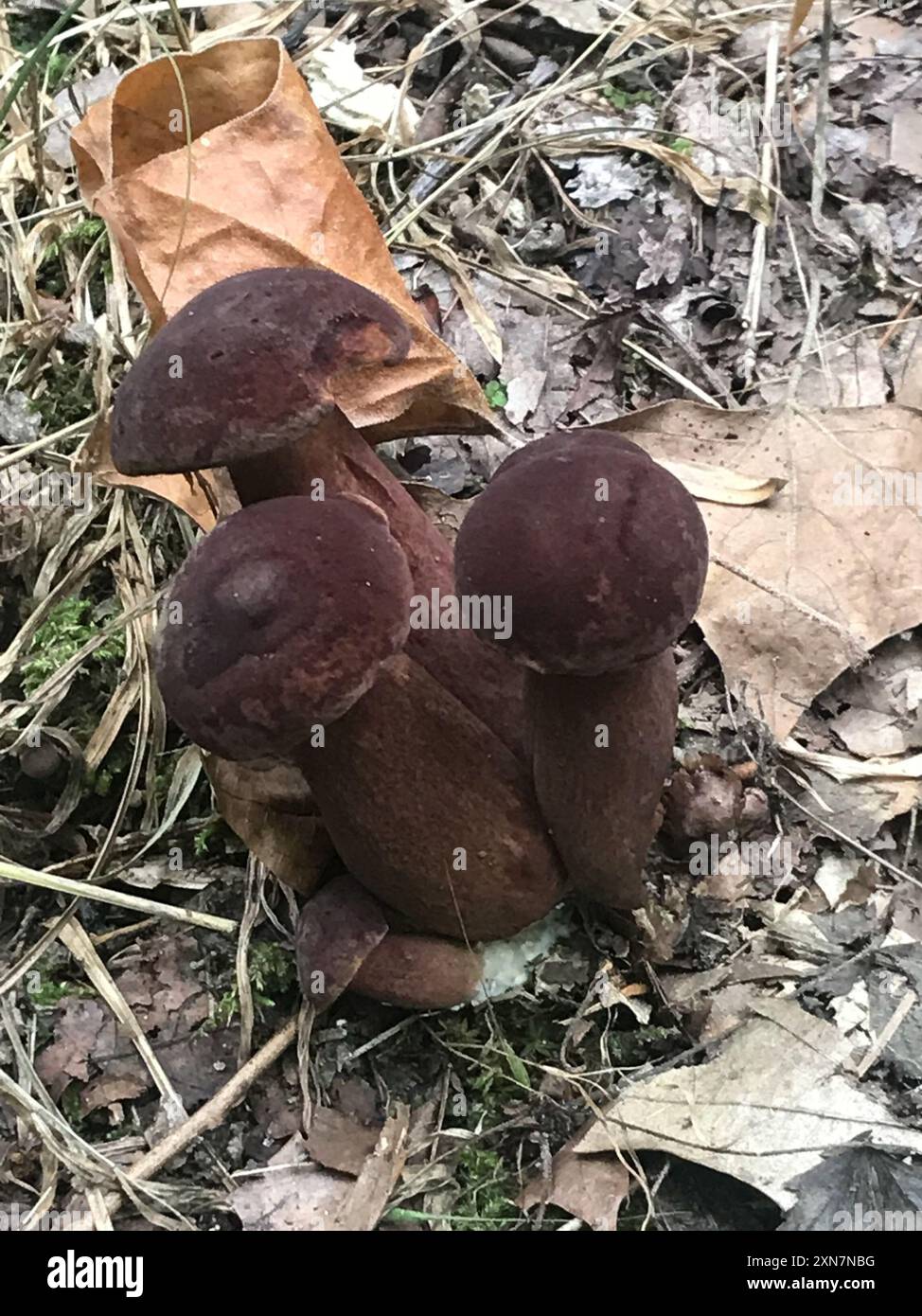 Black Velvet Bolete (Tylopilus alboater) Fungi Stock Photo - Alamy