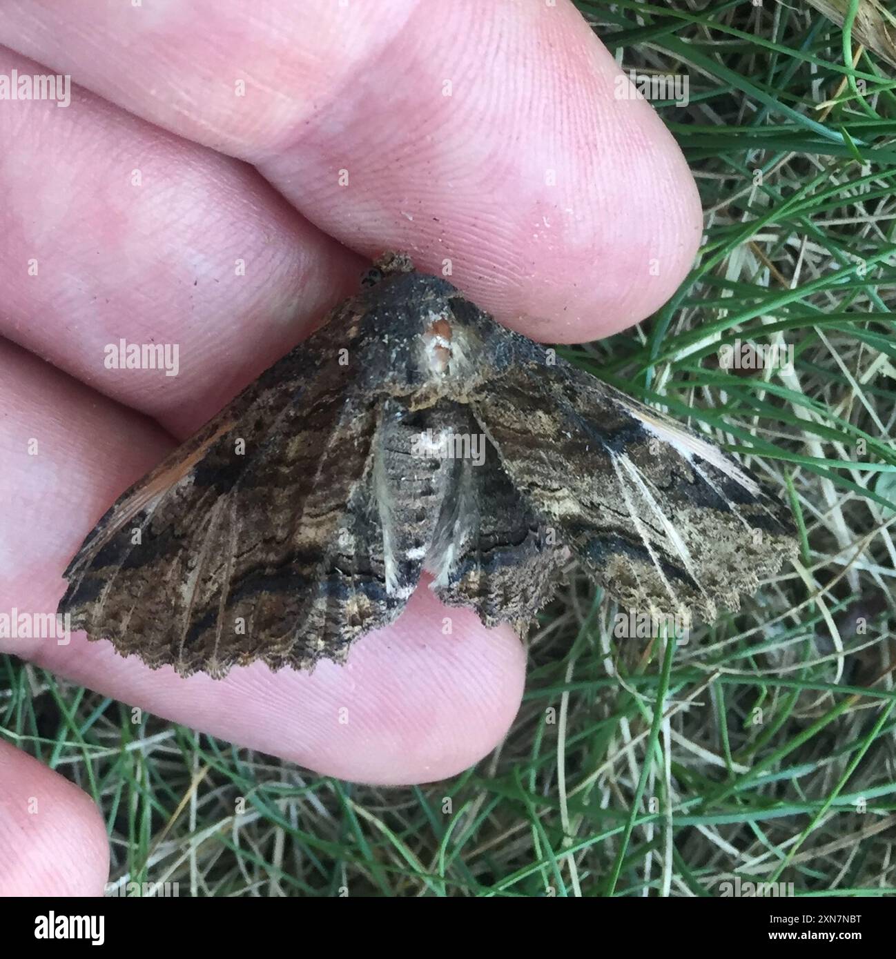 Colorful Zale Moth (Zale minerea) Insecta Stock Photo - Alamy