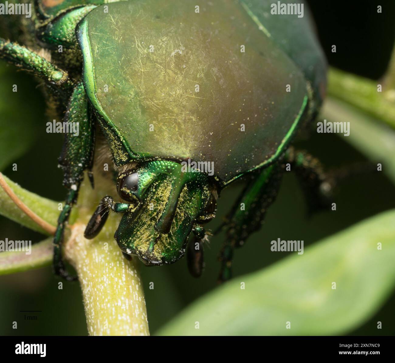 Figeater beetle hi-res stock photography and images - Alamy