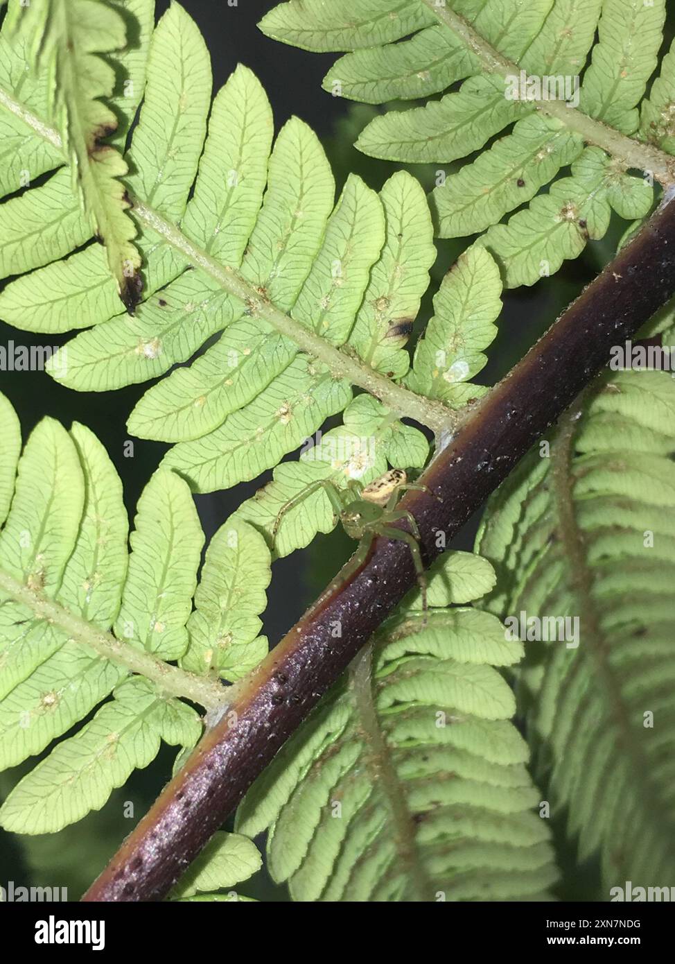 Flower Spiders (Diaea) Arachnida Stock Photo - Alamy