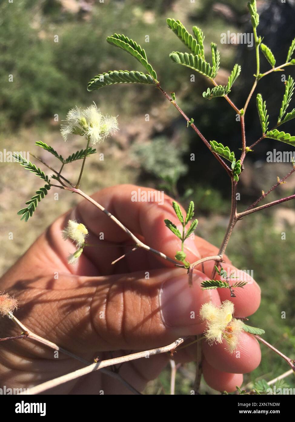prairie acacia (Acaciella angustissima) Plantae Stock Photo - Alamy
