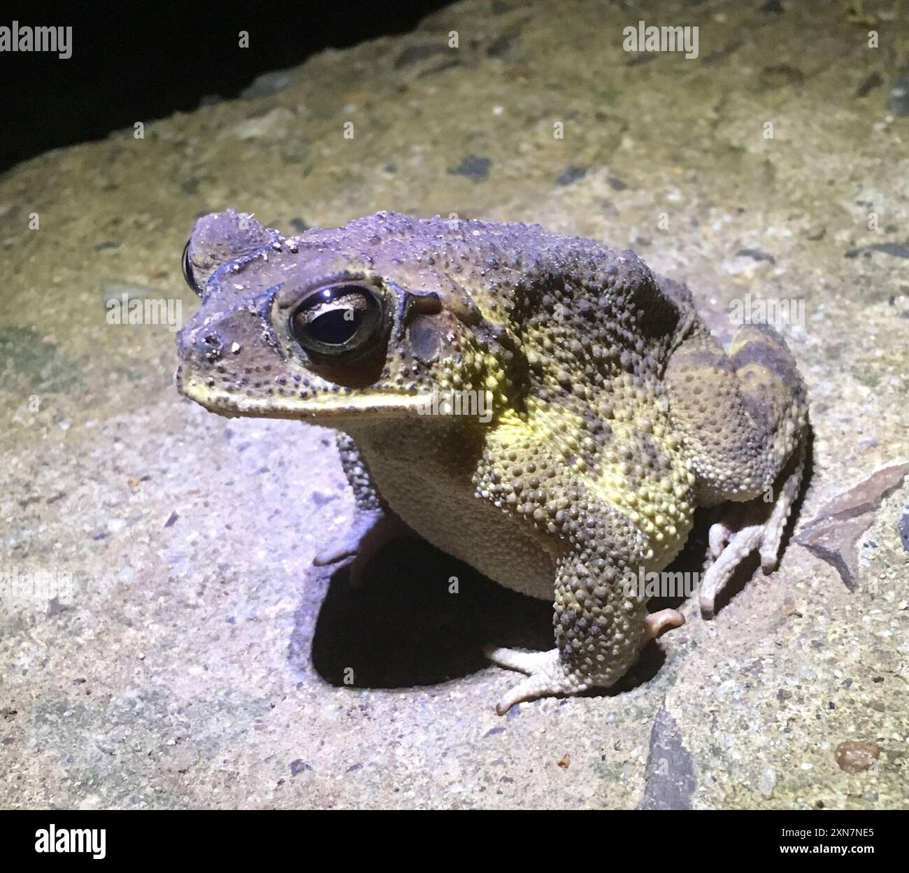 Yellow Toad (Incilius luetkenii) Amphibia Stock Photo - Alamy