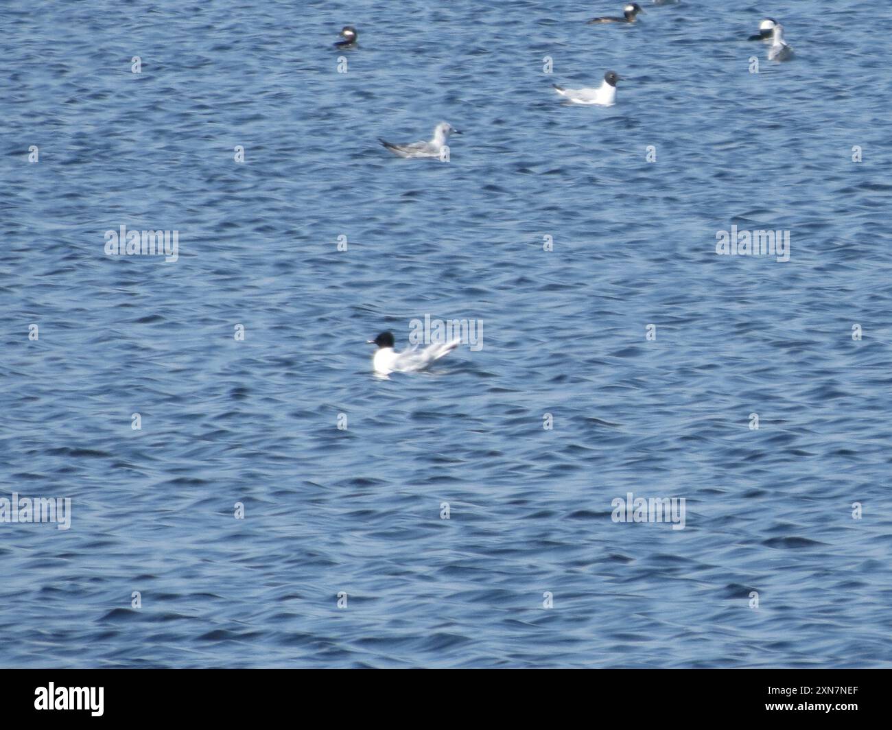 Little Gull (Hydrocoloeus minutus) Aves Stock Photo - Alamy
