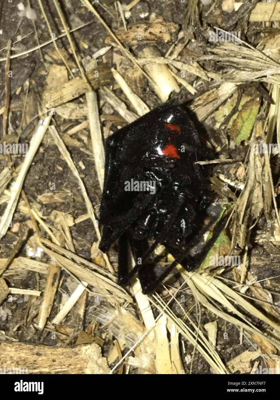 Western Black Widow (Latrodectus hesperus) Arachnida Stock Photo - Alamy