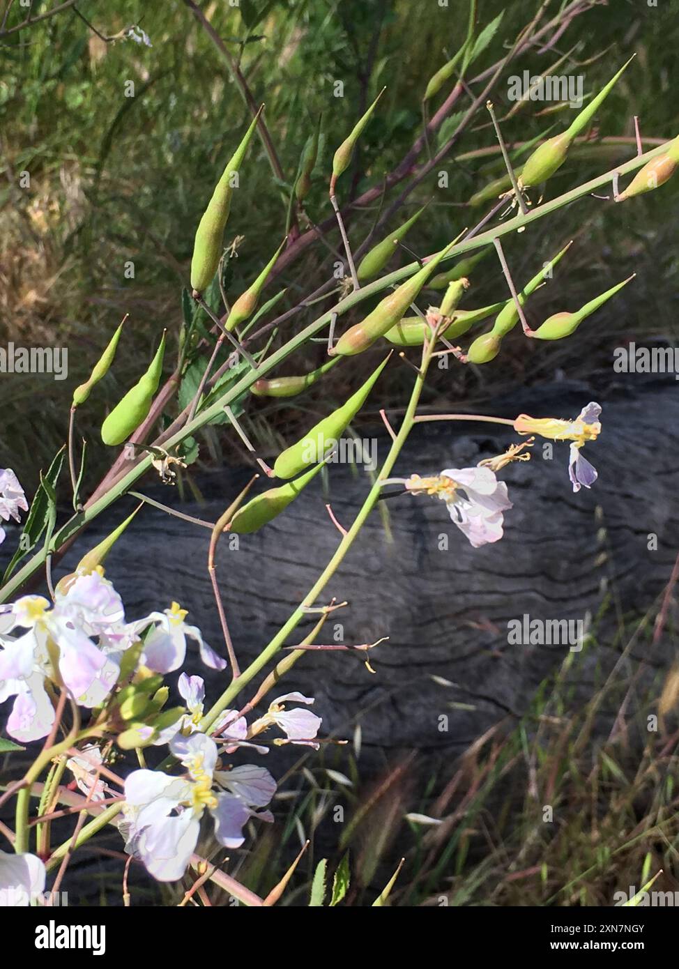 wild and domestic radish (Raphanus raphanistrum sativus) Plantae Stock ...