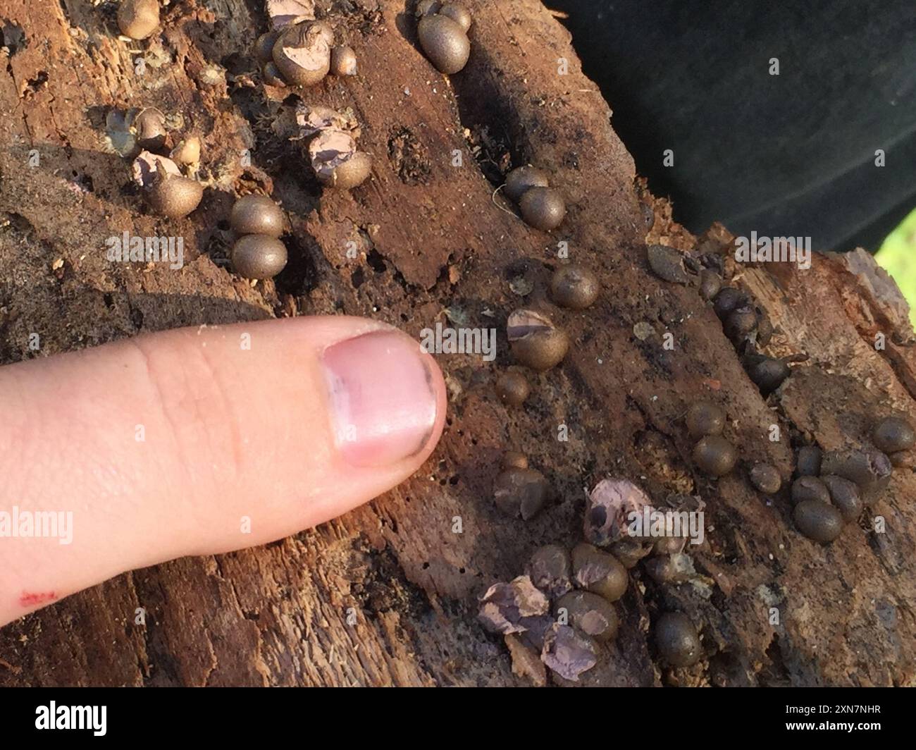 Wolf's Milk (Lycogala epidendrum) Protozoa Stock Photo - Alamy