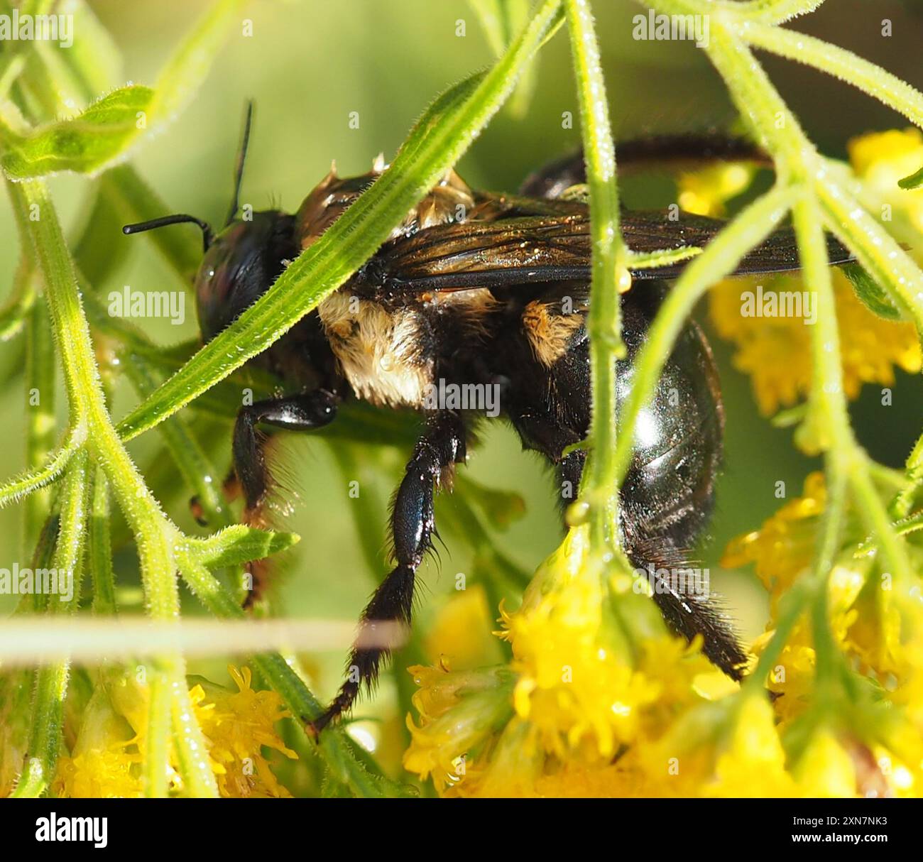 Eastern Carpenter Bee (Xylocopa virginica) Insecta Stock Photo - Alamy