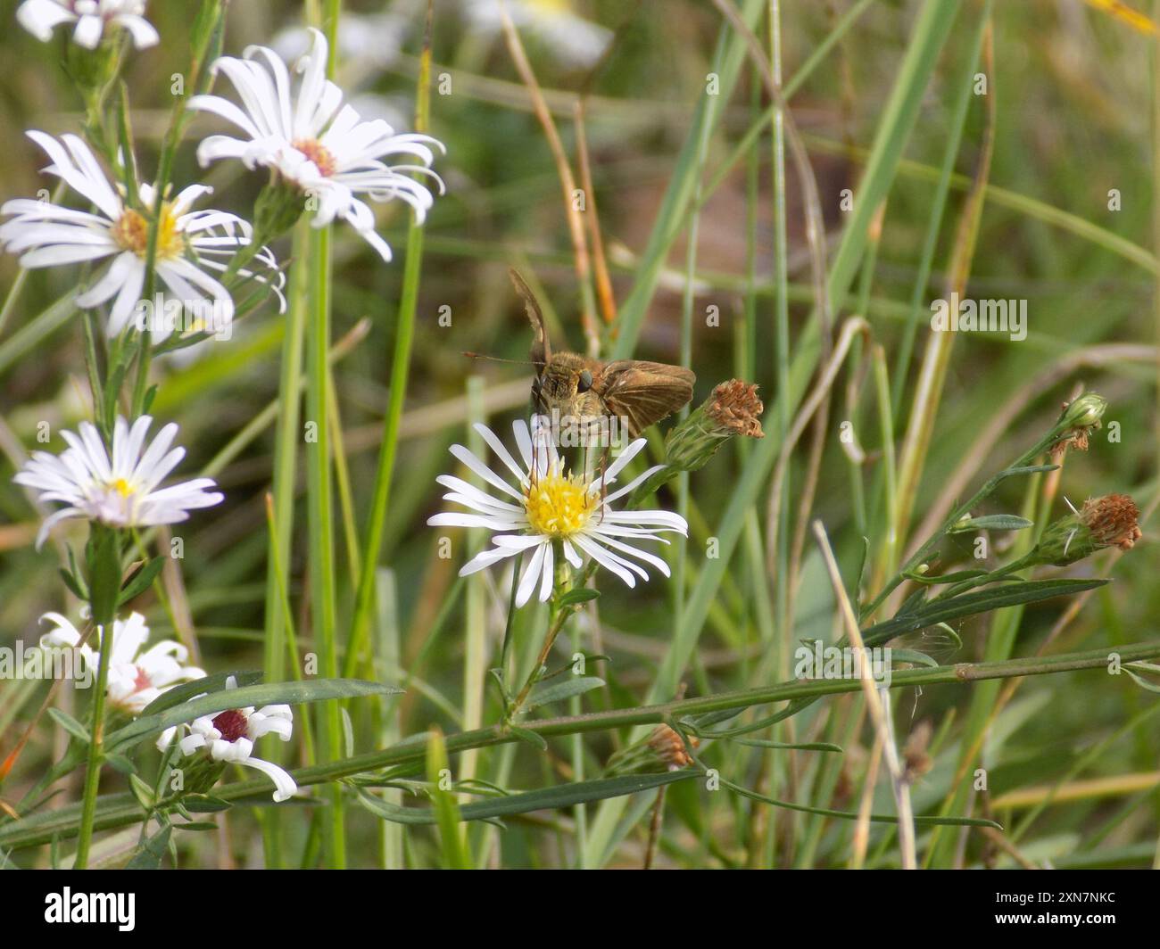 Ocola Skipper (Panoquina ocola) Insecta Stock Photo - Alamy