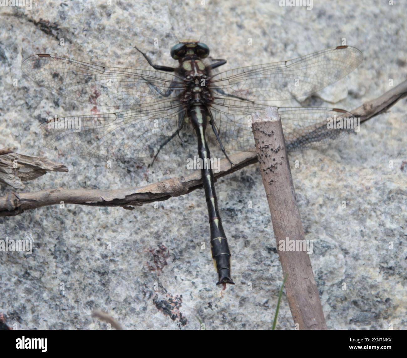 Beaverpond Clubtail (Phanogomphus borealis) Insecta Stock Photo - Alamy