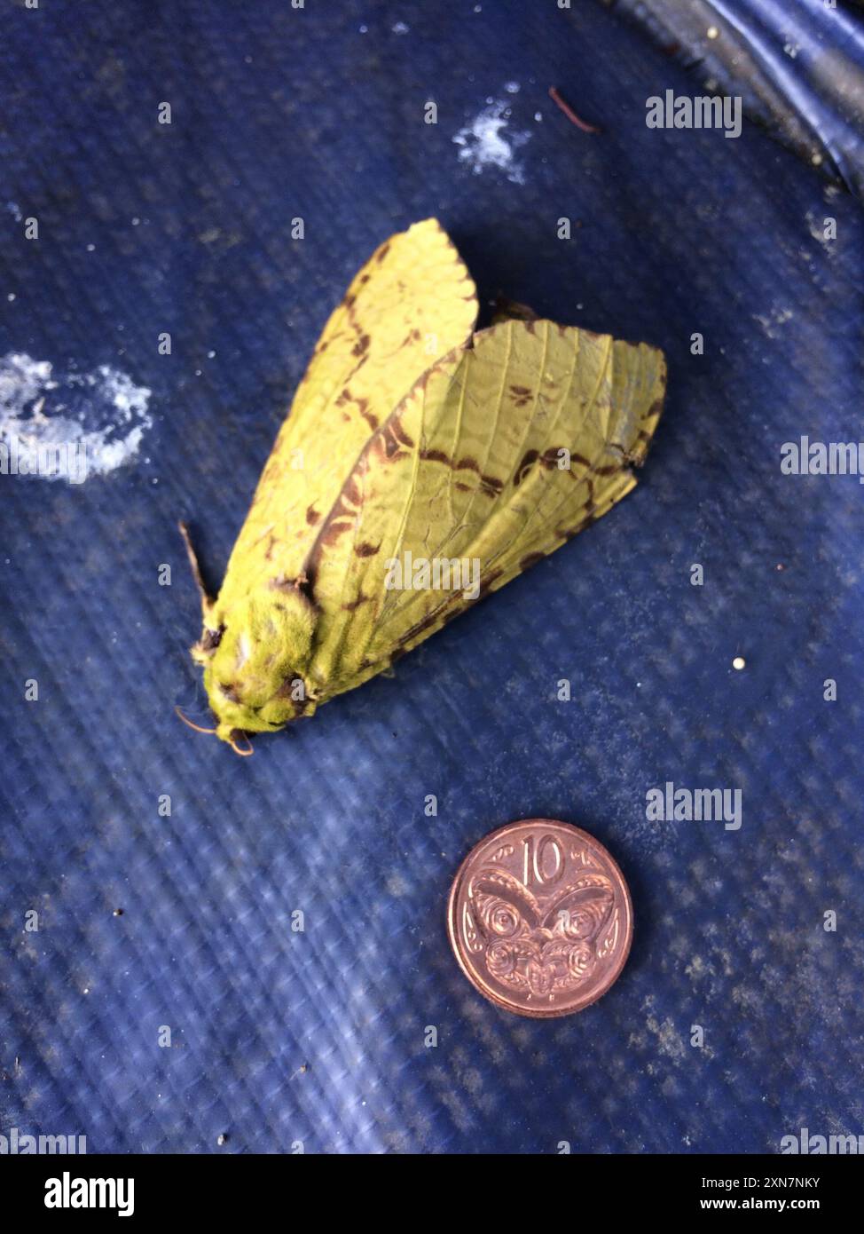 Puriri moth (Aenetus virescens) Insecta Stock Photo - Alamy