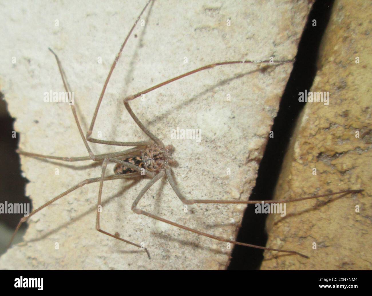 Northern Violin Spider (Loxosceles simillima) Arachnida Stock Photo - Alamy