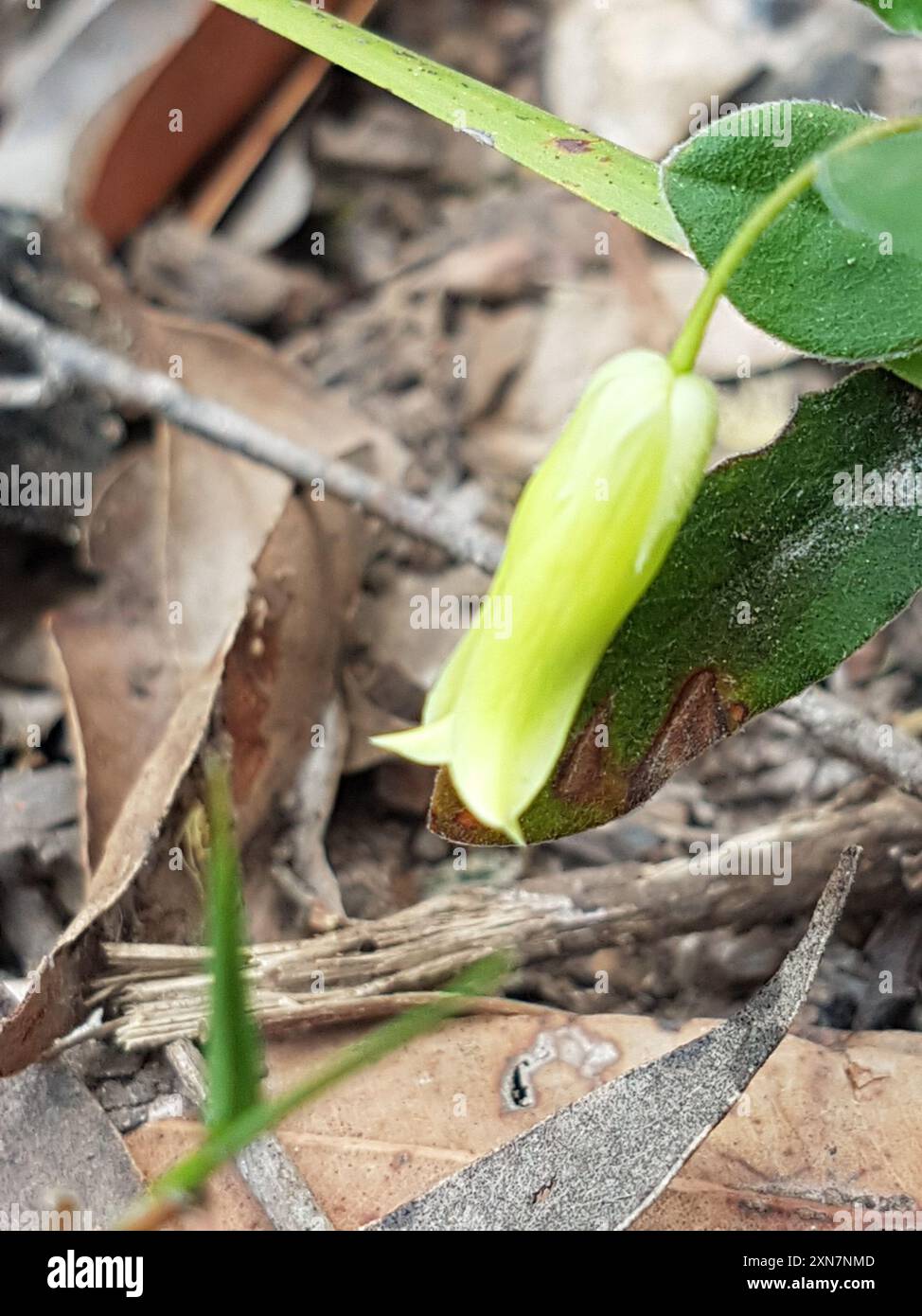apple-berries (Billardiera) Plantae Stock Photo - Alamy
