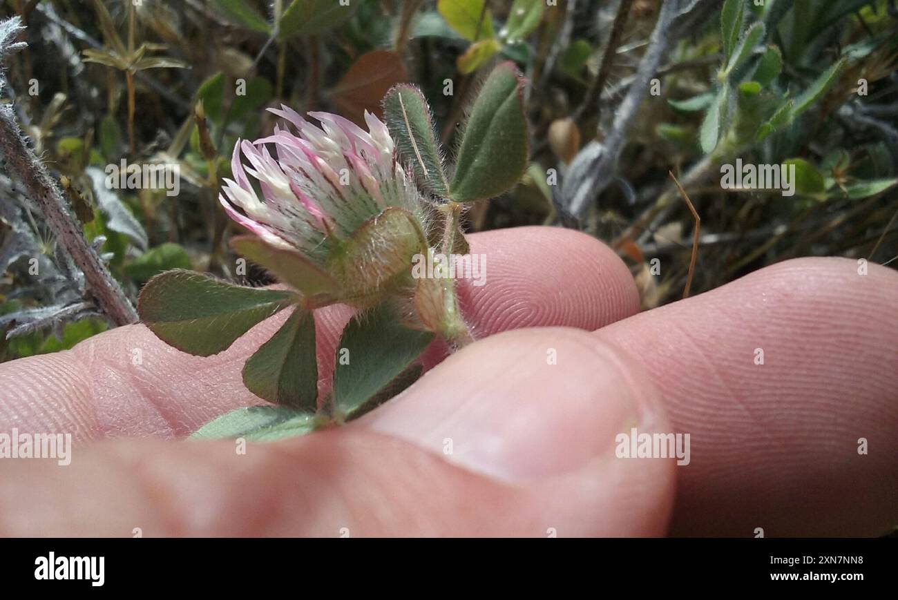 Rose Clover (Trifolium hirtum) Plantae Stock Photo - Alamy