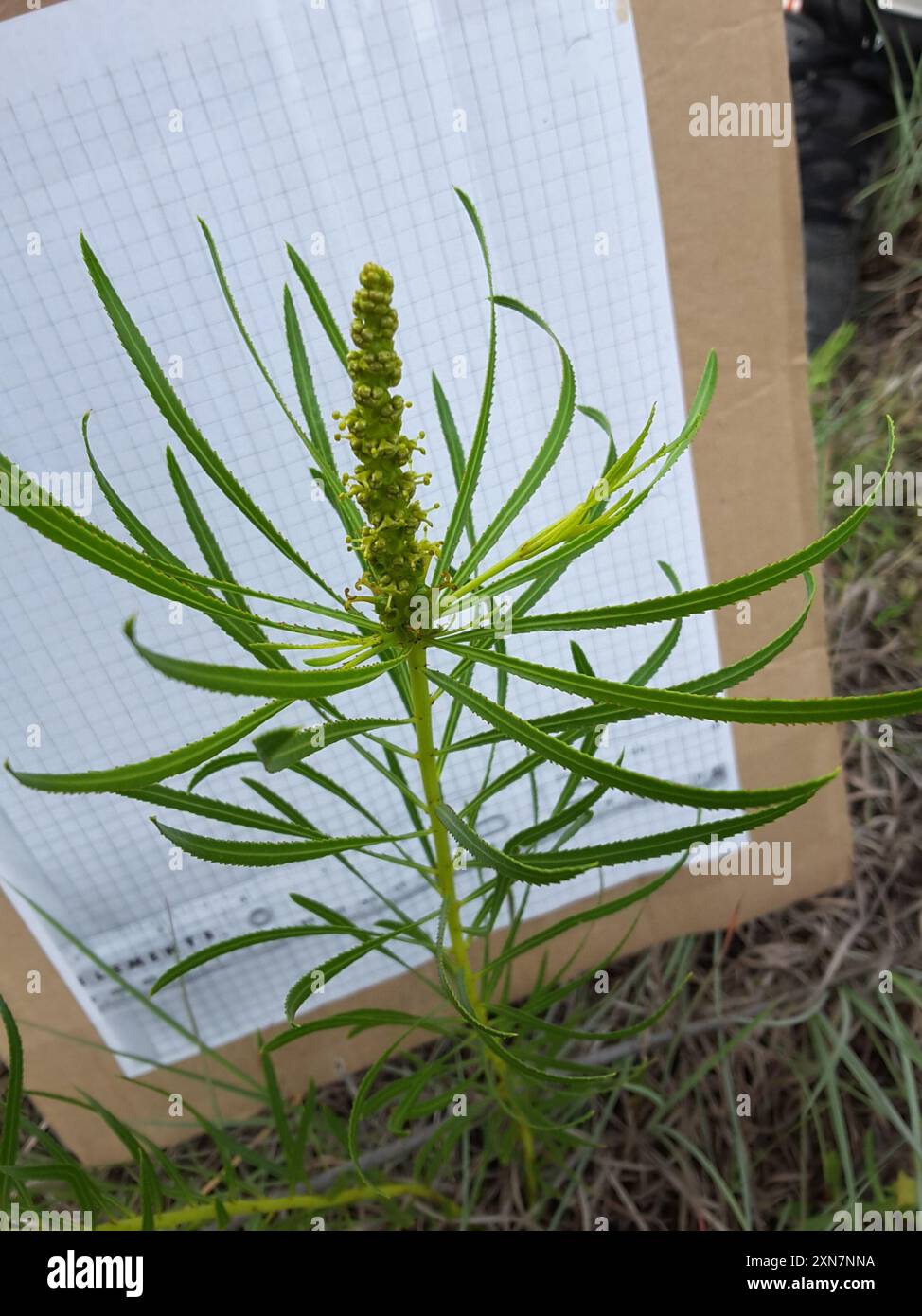 Texas Stillingia (Stillingia texana) Plantae Stock Photo - Alamy