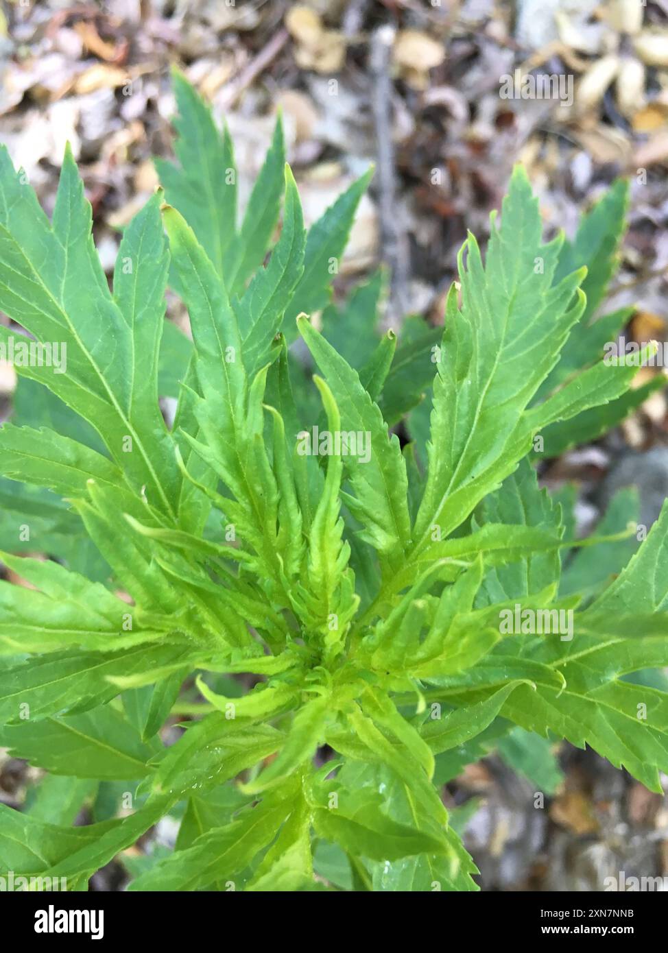 durango root (Datisca glomerata) Plantae Stock Photo - Alamy