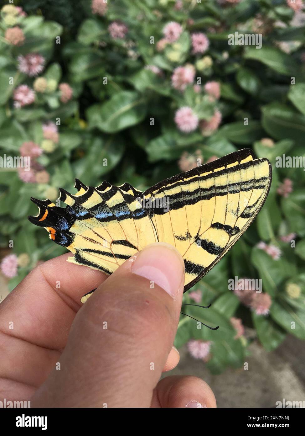 Two-tailed Swallowtail (Papilio multicaudata) Insecta Stock Photo - Alamy