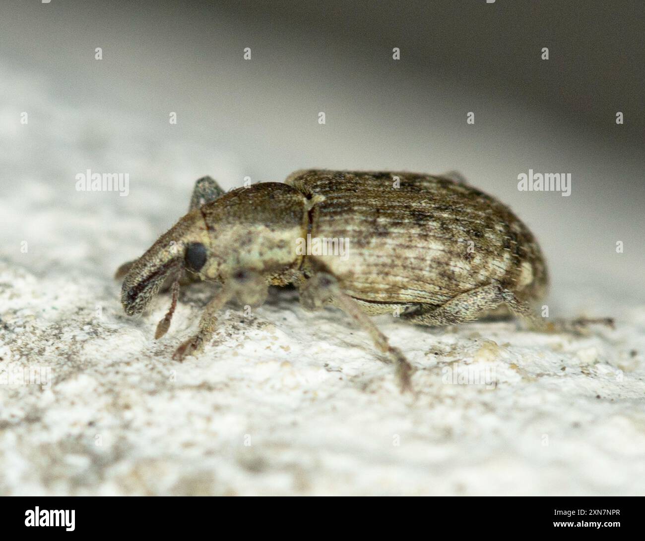 Listronotus hi-res stock photography and images - Alamy