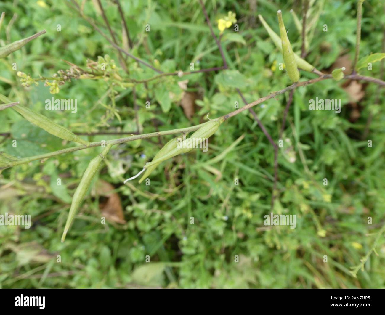 charlock (Rhamphospermum arvense) Plantae Stock Photo - Alamy