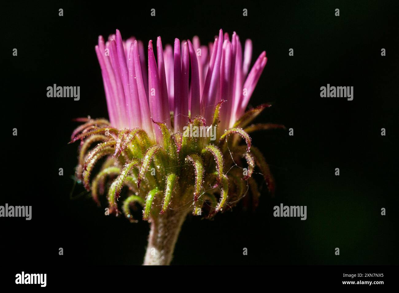 Subalpine Fleabane (Erigeron glacialis) Plantae Stock Photo - Alamy
