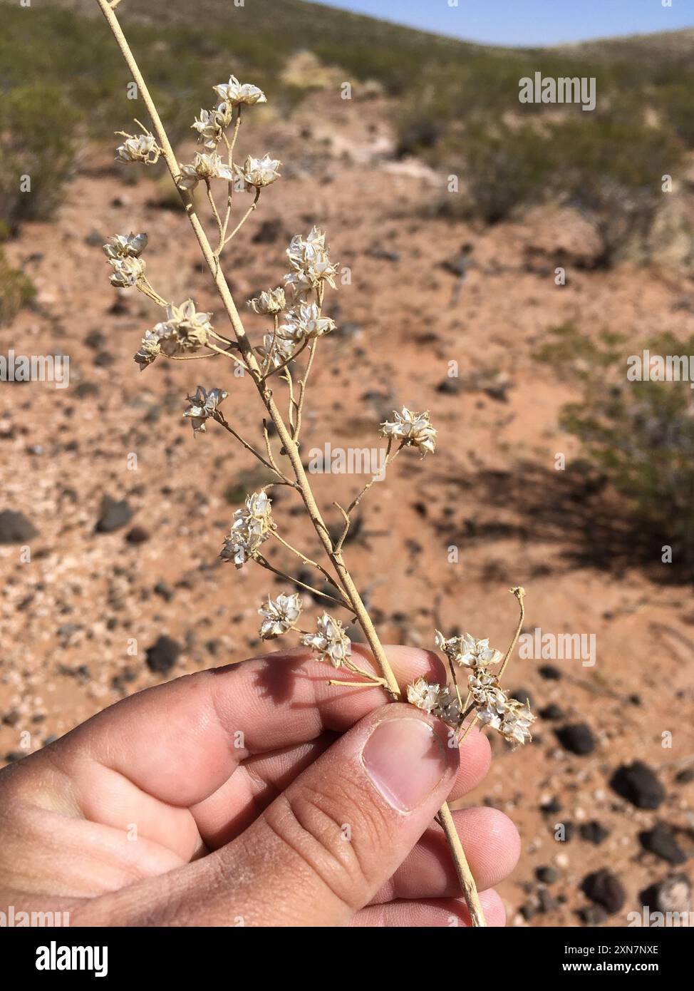 gray globemallow (Sphaeralcea incana) Plantae Stock Photo - Alamy