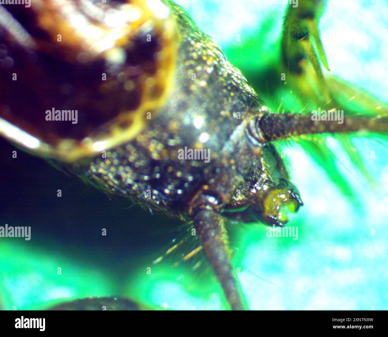 Spotted Ground Cricket (Allonemobius maculatus) Insecta Stock Photo - Alamy