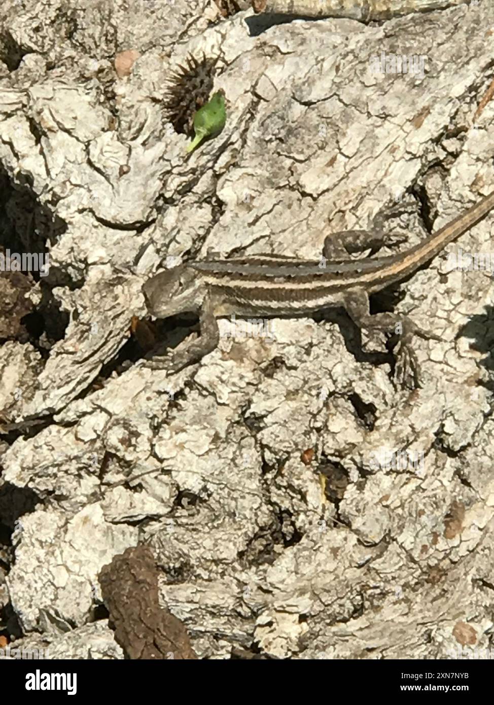 Prairie Lizard (Sceloporus consobrinus) Reptilia Stock Photo - Alamy