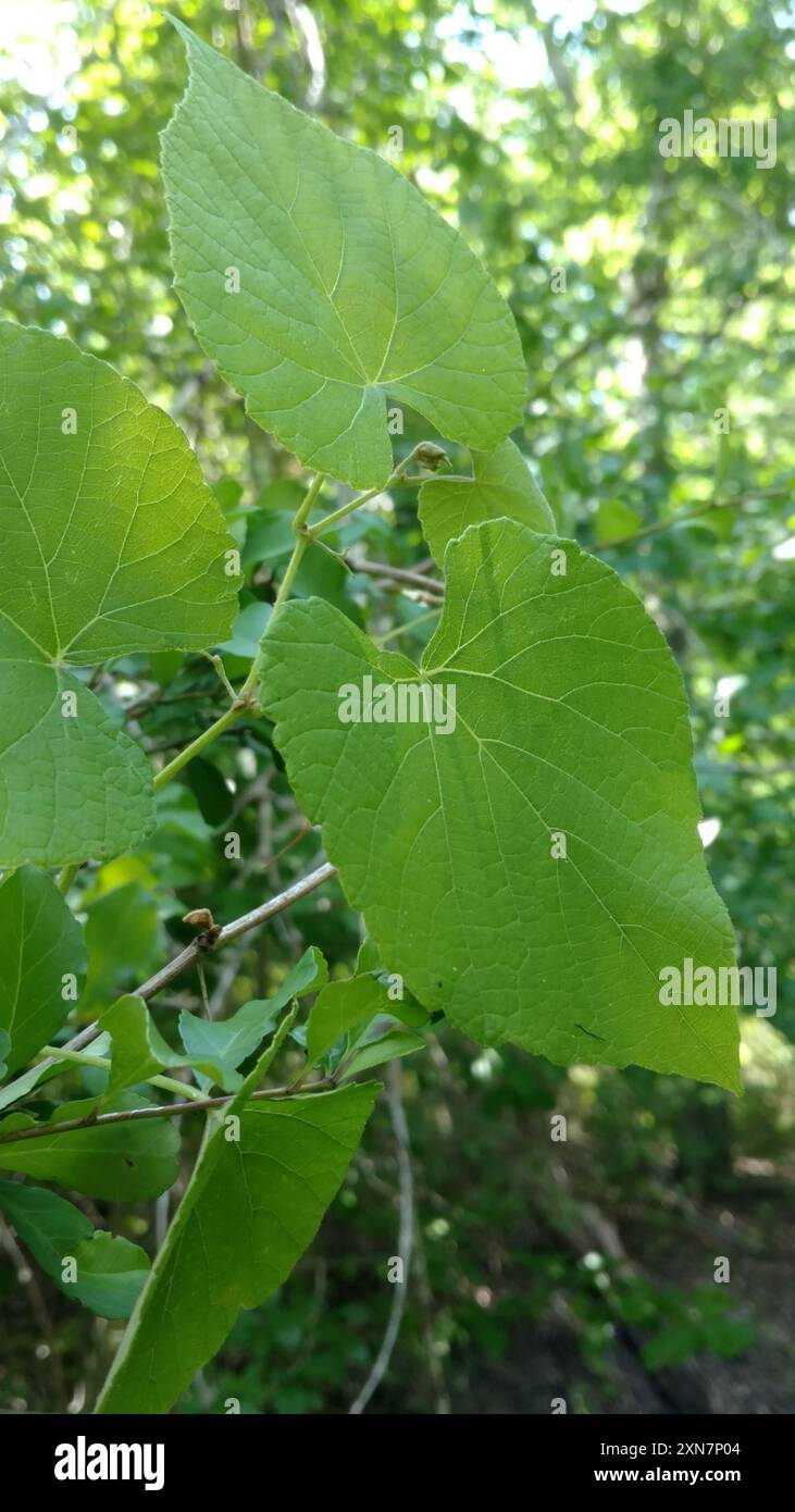 graybark grape (Vitis cinerea) Plantae Stock Photo - Alamy