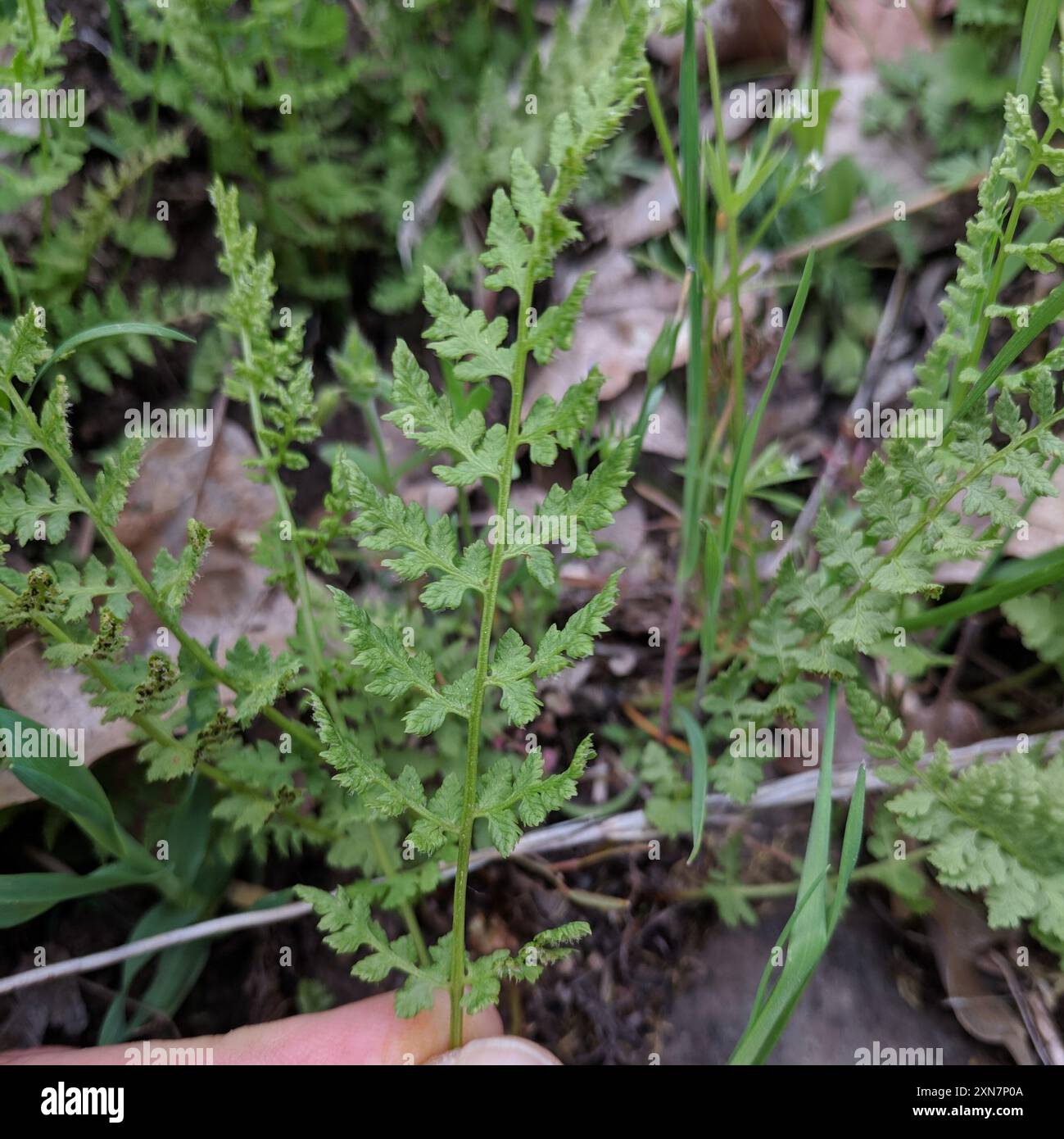 ferns (Polypodiopsida) Plantae Stock Photo - Alamy