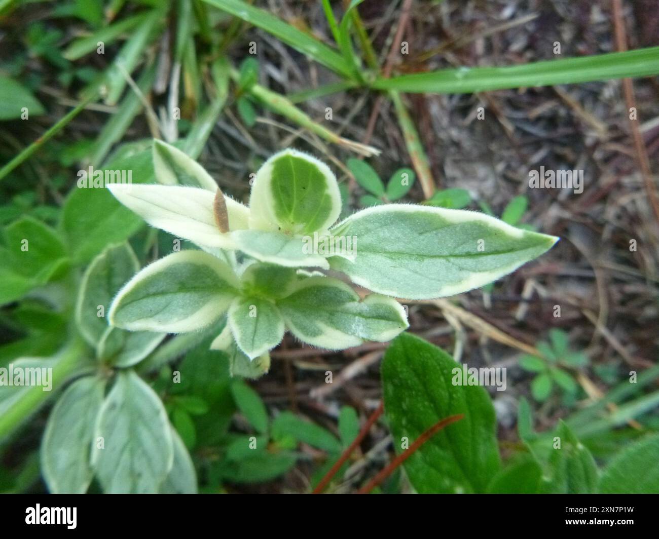 Tropical Mexican Clover (Richardia brasiliensis) Plantae Stock Photo ...